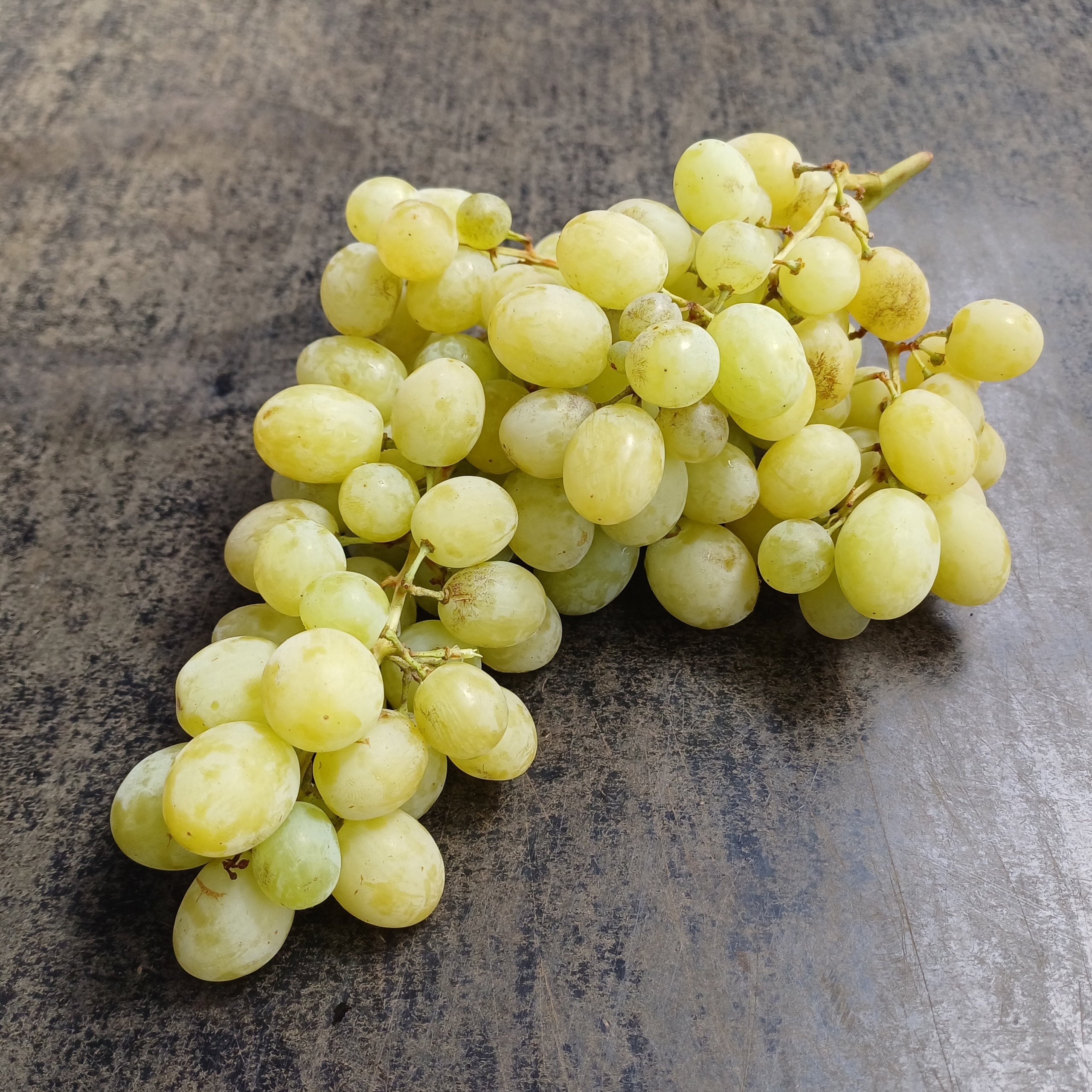 Grapes (Menindee Seedless) | Merri Banks Market Garden